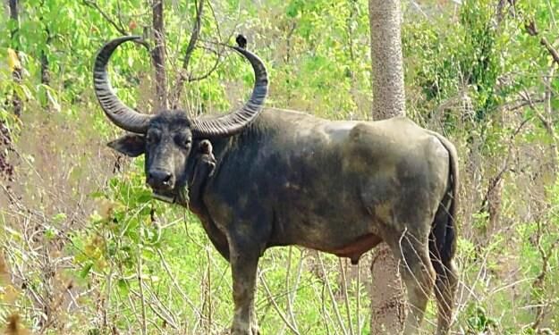 CG-वन भैंसों की हाईकोर्ट ने सुनी गुहार: जारी किया केंद और दो राज्य ...