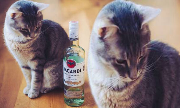 देखें वीडियो: बिल्ली पी गई शराब... फिर हो गई ऐसी हालत, जिसे देखकर हैरत ...