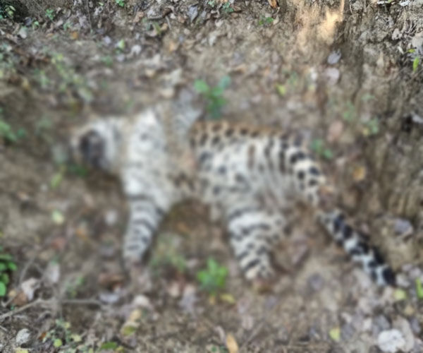 तेंदुए का शव मिला: चारों पैर काट कर ले गये... दांत भी निकाल लिया, जांच ...