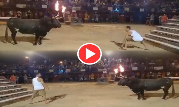 Video आ बैल मुझे मार: यह मुहावरा तो आपने सुना ही होगा, यहां देख भी ...