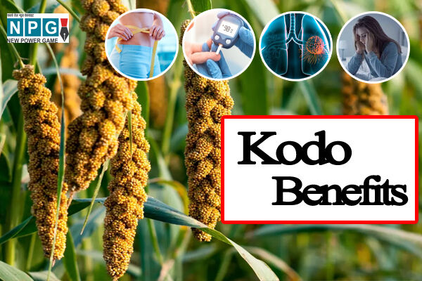 Kodo Benefits: छत्तीसगढ़ का प्रिय अनाज "कोदो", इस मिलेट के फायदे आपको ...