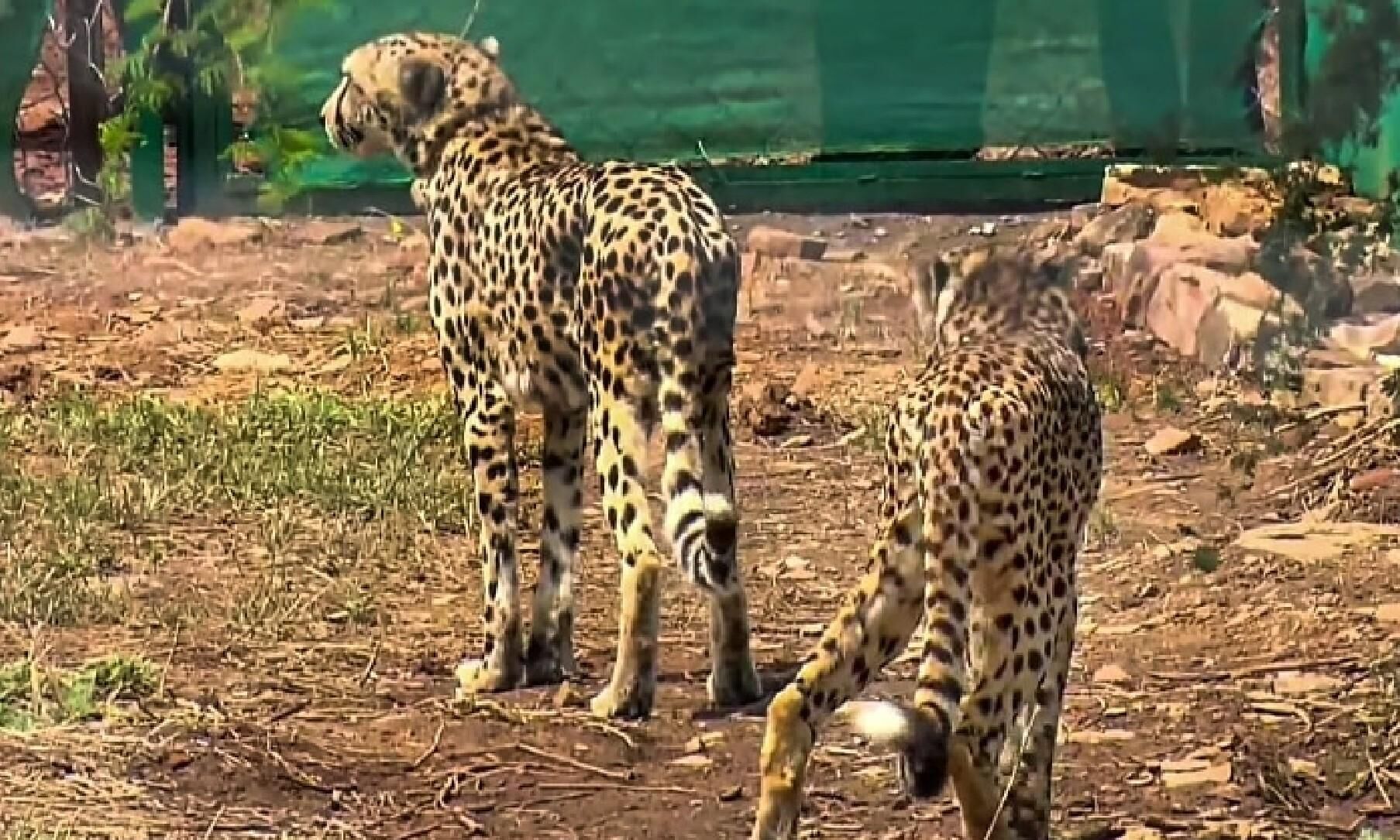 Namibia Cheetah Died: नामीबिया से लाई गई मादा चीता को कूनो पार्क में मौत, इस बीमारी से थी पीड़ित ...