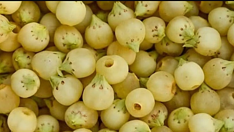 Madhya Pradesh Mahua Benefit : मध्य प्रदेश के महुआ की धूम, महुआ चाय ...