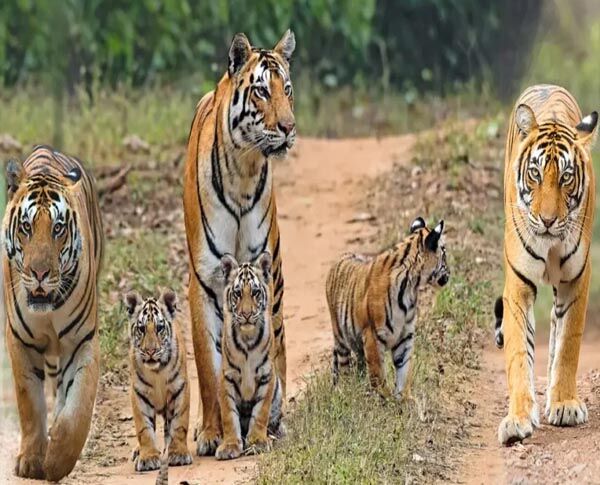 CG Tiger Reserve: हाईकोर्ट ने मांगा सरकार से 3 साल के फंड का हिसाब ...