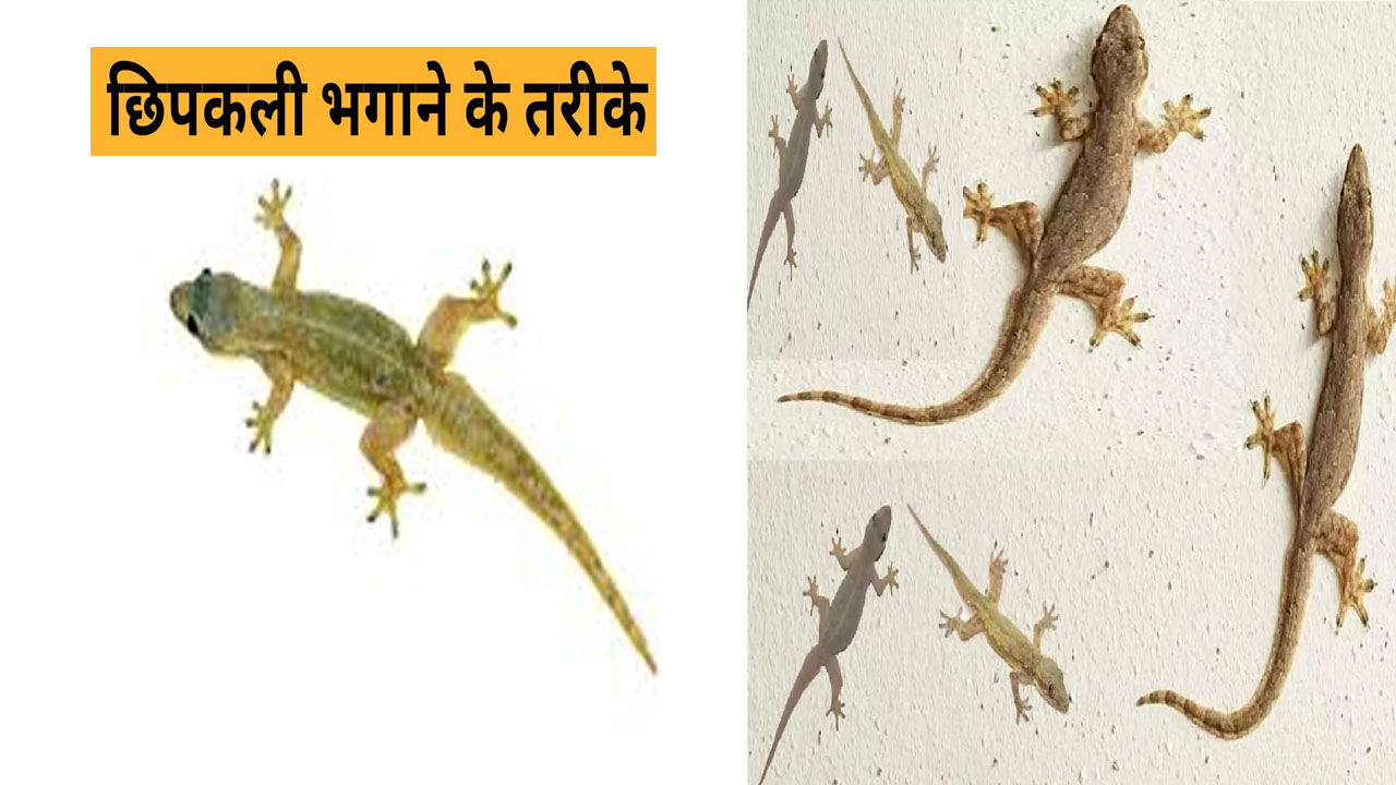 Chipkali Bhagane ke Liye Kya Kare छिपकली को घर से भगाने के लिए क्या ...