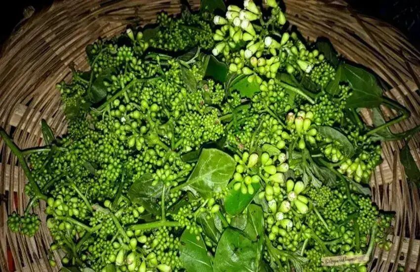 Bohar Bhaji: आया छत्तीसगढ़िया भाजियों में सबसे महंगी बोहार भाजी का मौसम ...