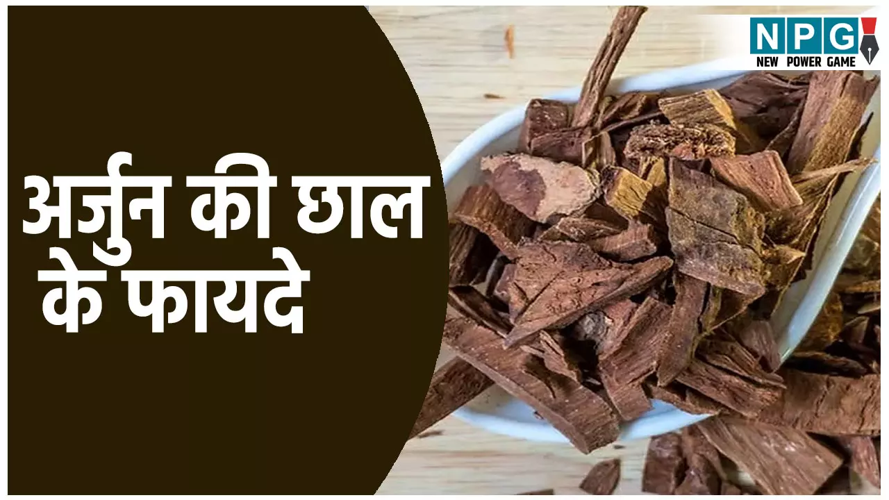 Arjun Ki Chhal ke Fayde: कौन सी बीमारी में काम आती है अर्जुन की छाल?