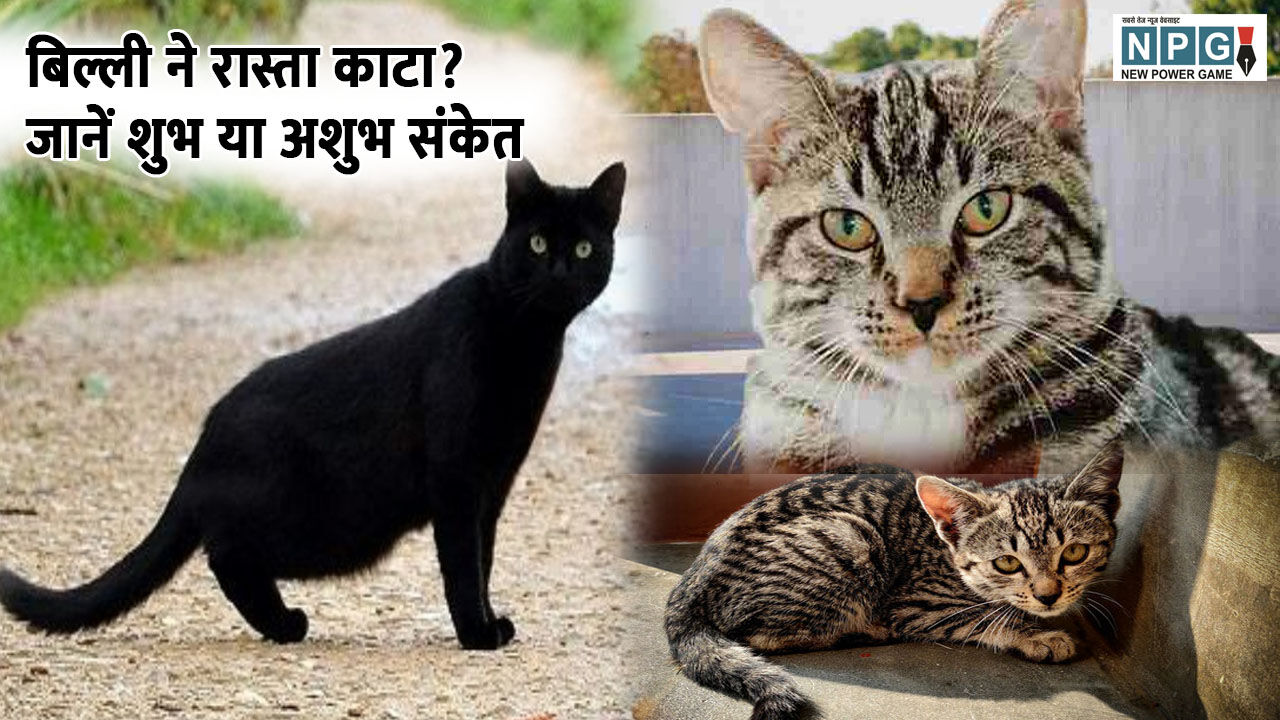 Billi ka rasta katna: क्या बिल्ली ने आपका रास्ता भी काटा? जानिए बिल्ली ...