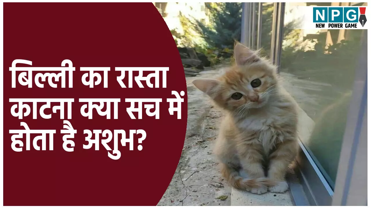 Billi Ka Rasta Katna: बिल्ली का रास्ता काटना क्या सच में होता है अशुभ?