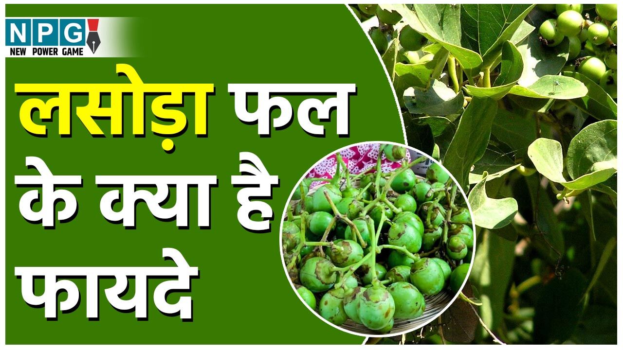 Lasoda ke Fayde: सिर्फ दो महीने ही मिलता है बहुउपयोगी फल लसोड़ा, इसके ...