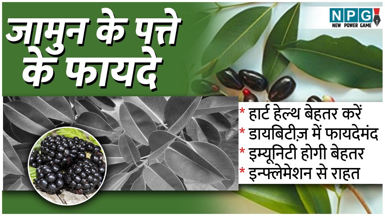 Jamun Ke Patte Chabane Ke Fayde: सुबह-सवेरे चबा लीजिए जामुन के दो पत्ते और देखिए कमाल! बीपी-शुगर ...