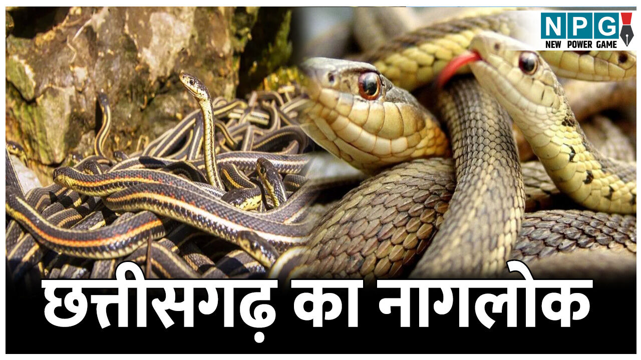 Naglok of Chhattisgarh Tapkara: जानिए छत्तीसगढ़ का नागलोक किसे कहते है ...