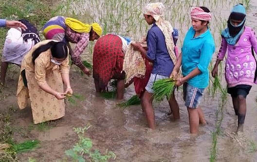 जब SDM रोपा करने उतर गयी महिलाओं संग खेतों में….. रोपा भी लगाया, जैविक ...